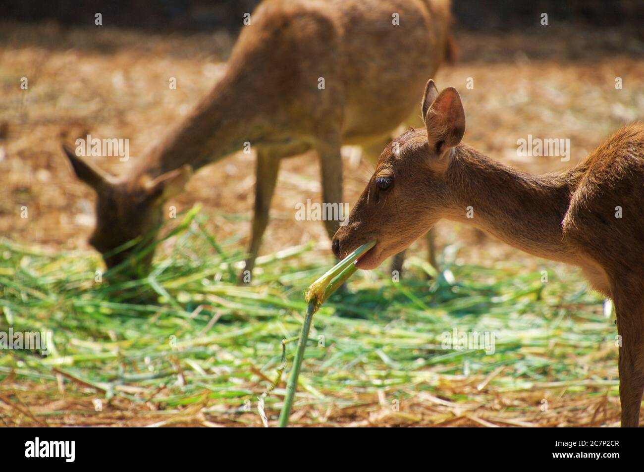 two asian baby deer is eating in the field Stock Photo - Alamy