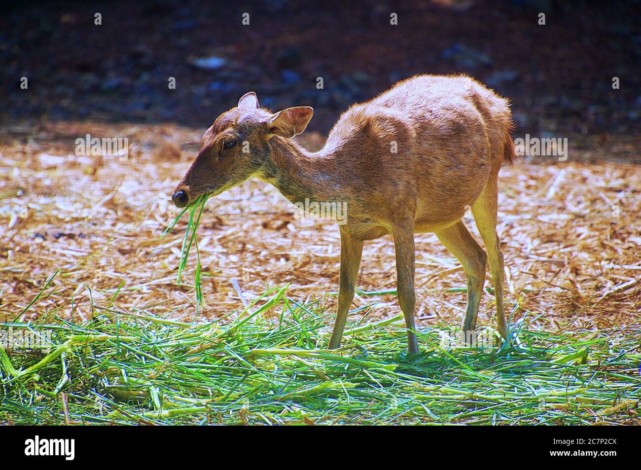 Whitetail doe fawn eating grass hi-res stock photography and images - Alamy