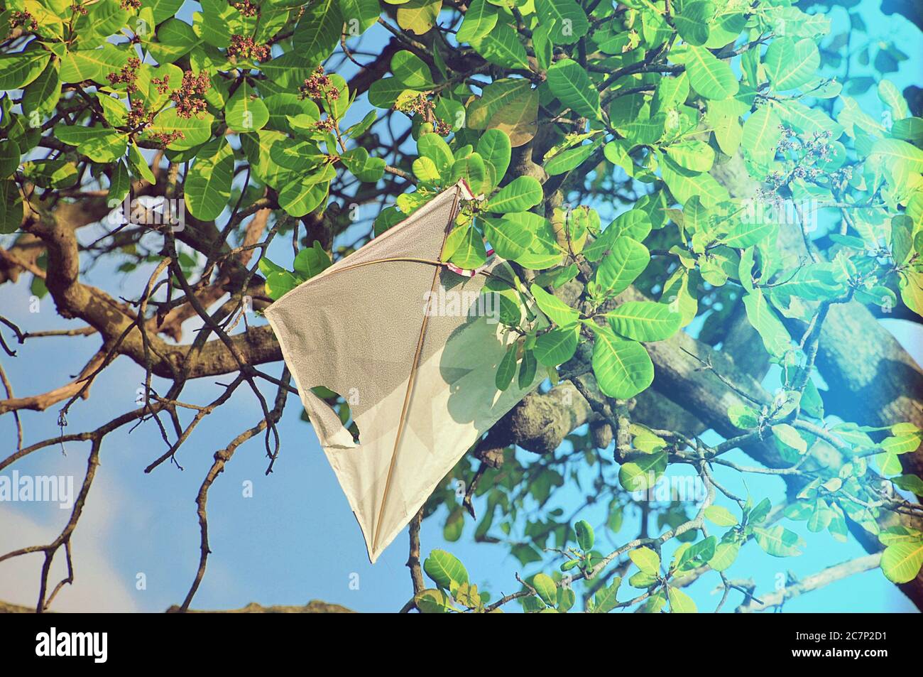 Kite stuck in tree hi-res stock photography and images - Alamy