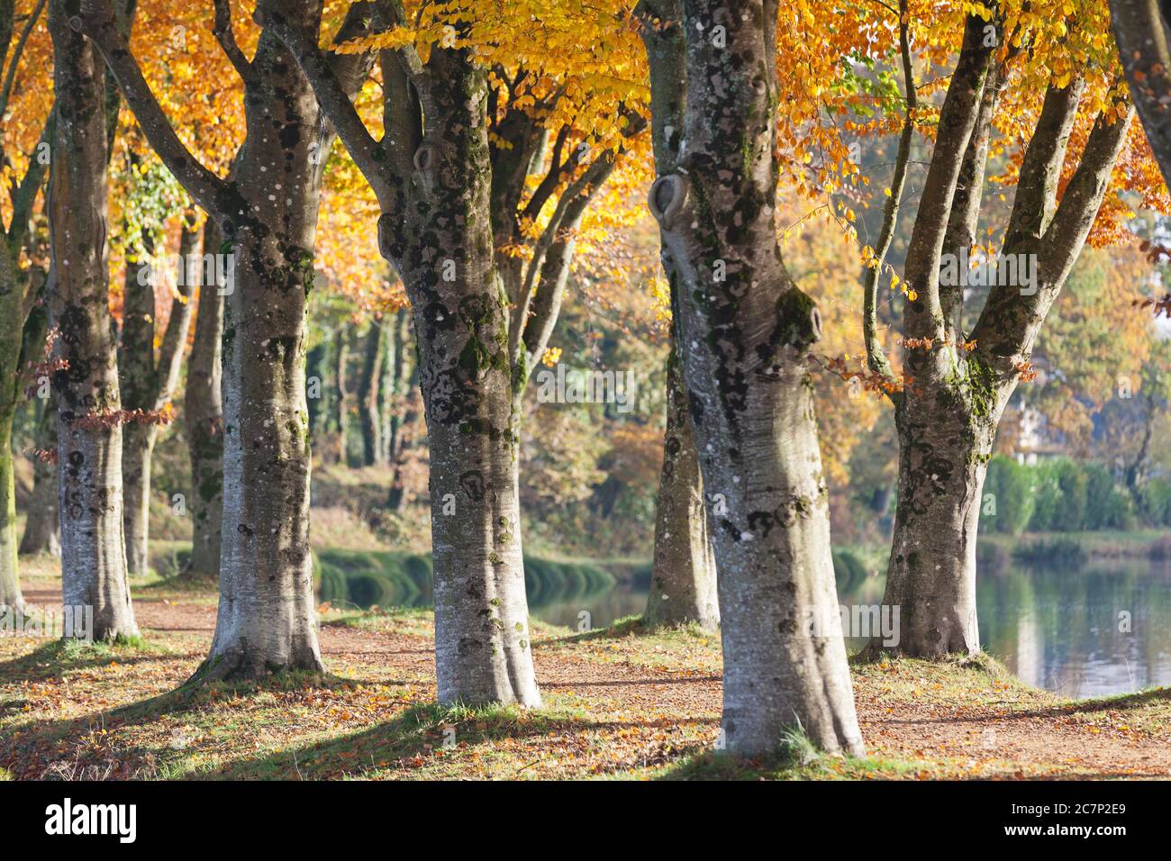Beech avenue in autumn Brittany at Corlay, Cotes d Armor, France ...