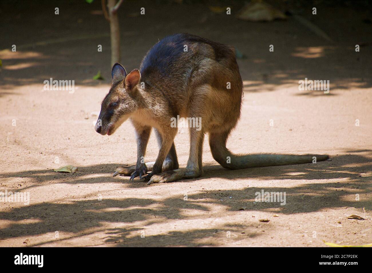 wallaby profile appearance of the Asian type in the garden Stock Photo ...