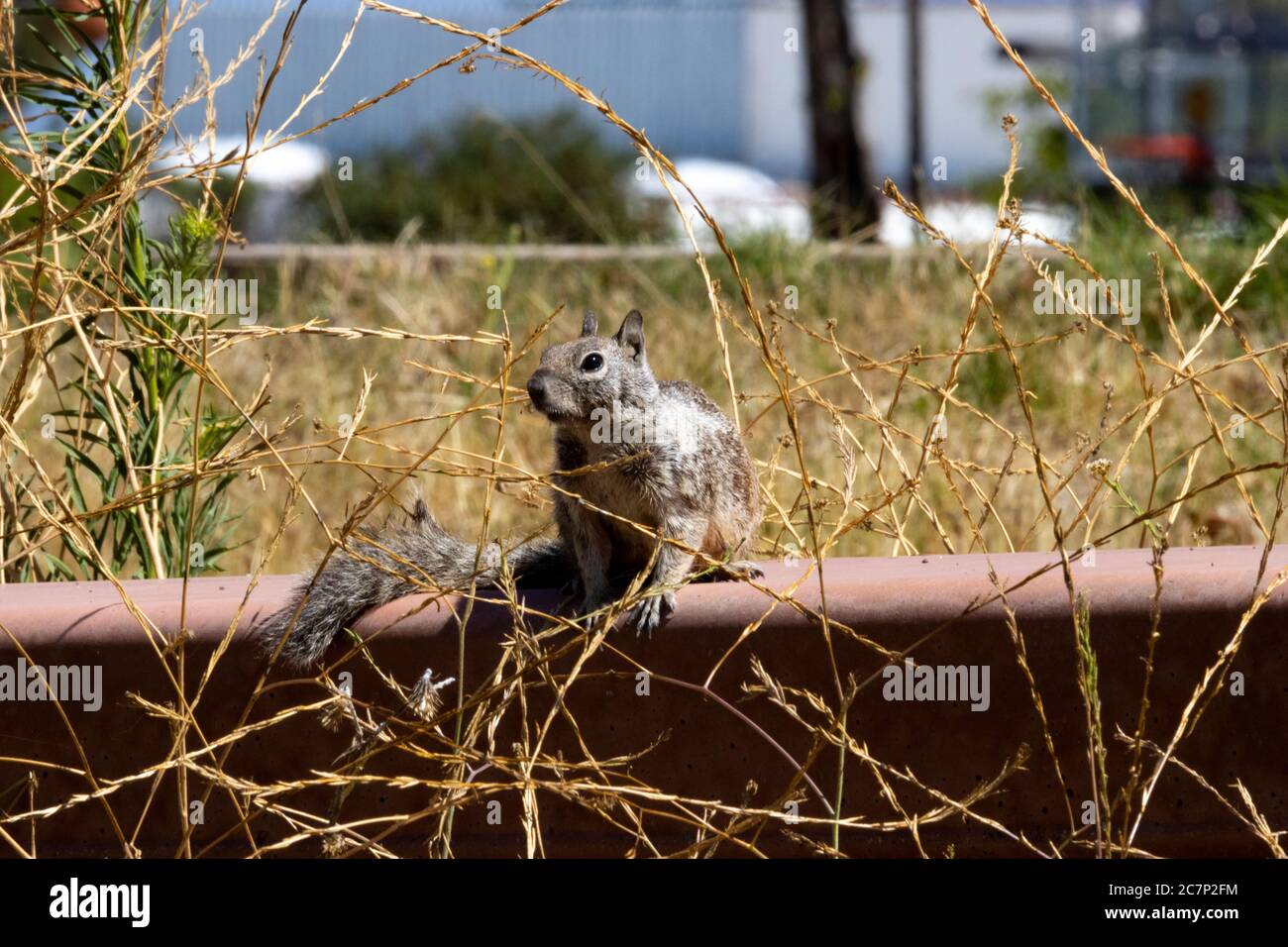Tan squirrel hi-res stock photography and images - Alamy