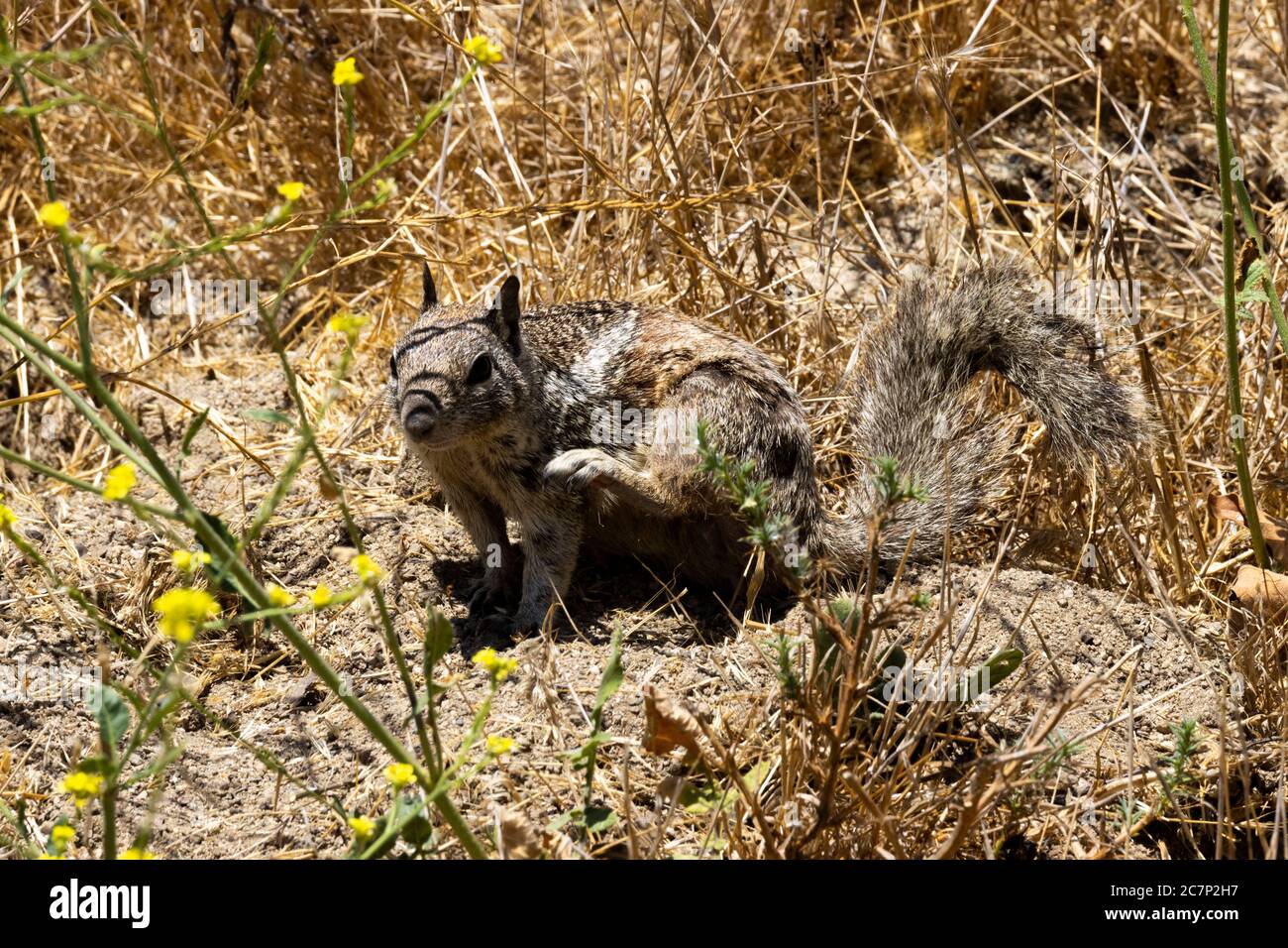 Scratch ground hi-res stock photography and images - Alamy