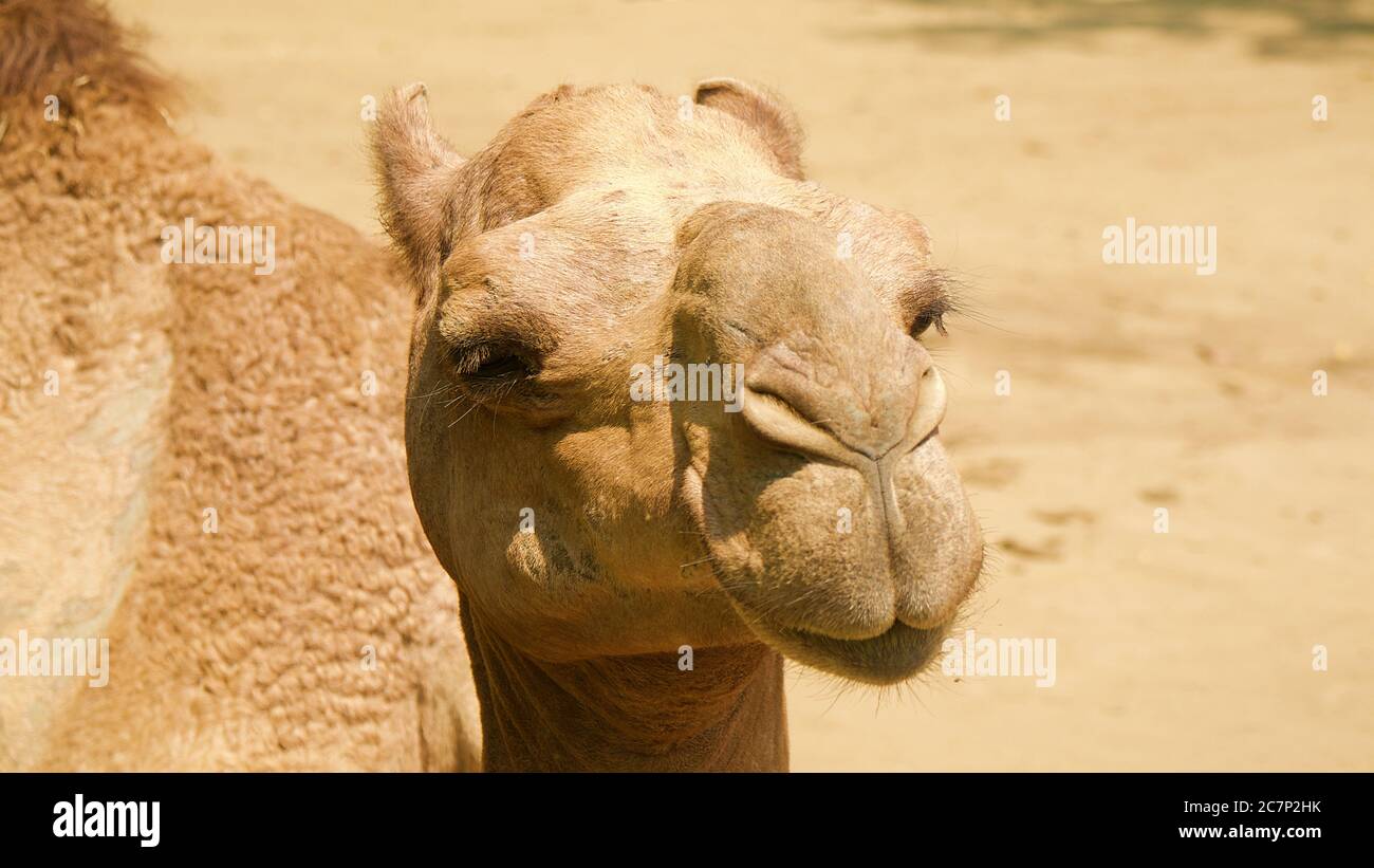 Close camel face. Close up camel Stock Photo - Alamy