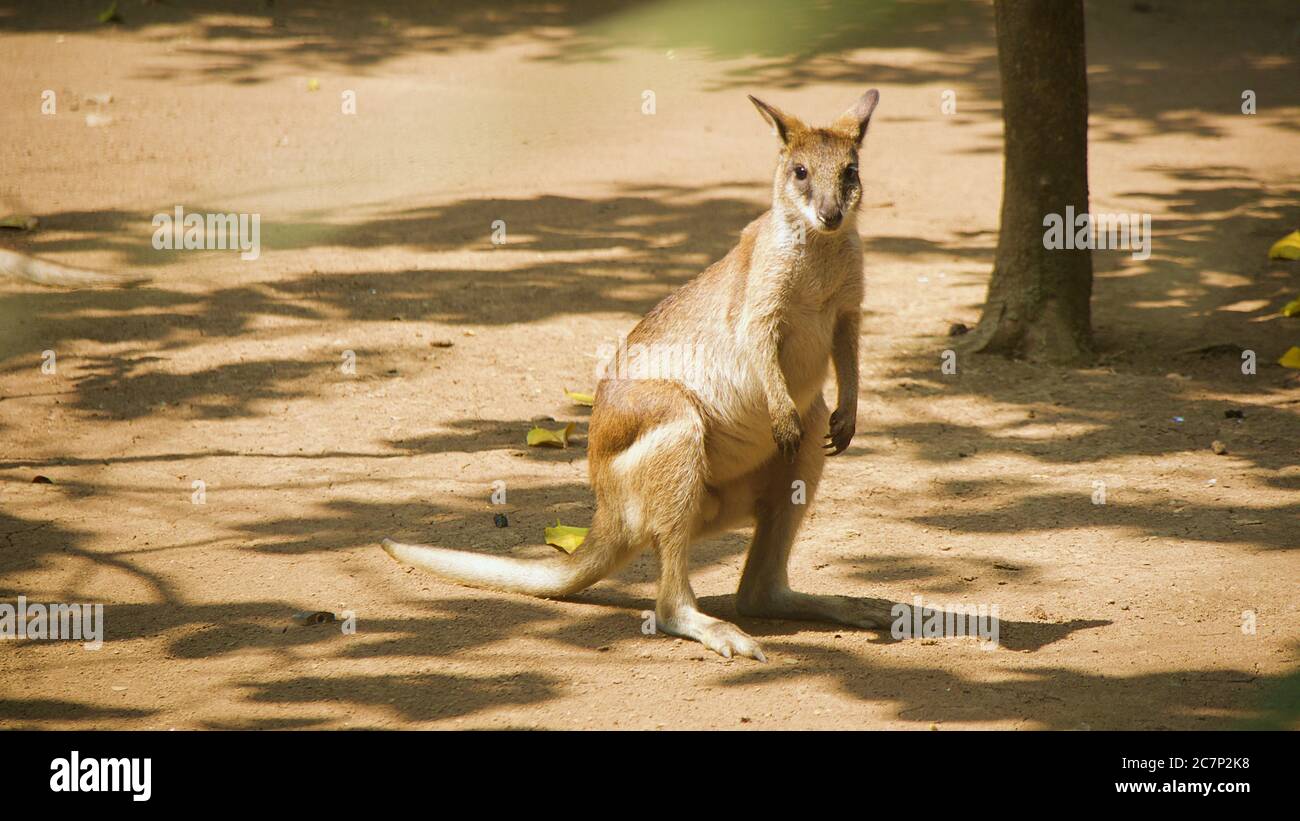 wallaby profile appearance of the Asian type Stock Photo - Alamy