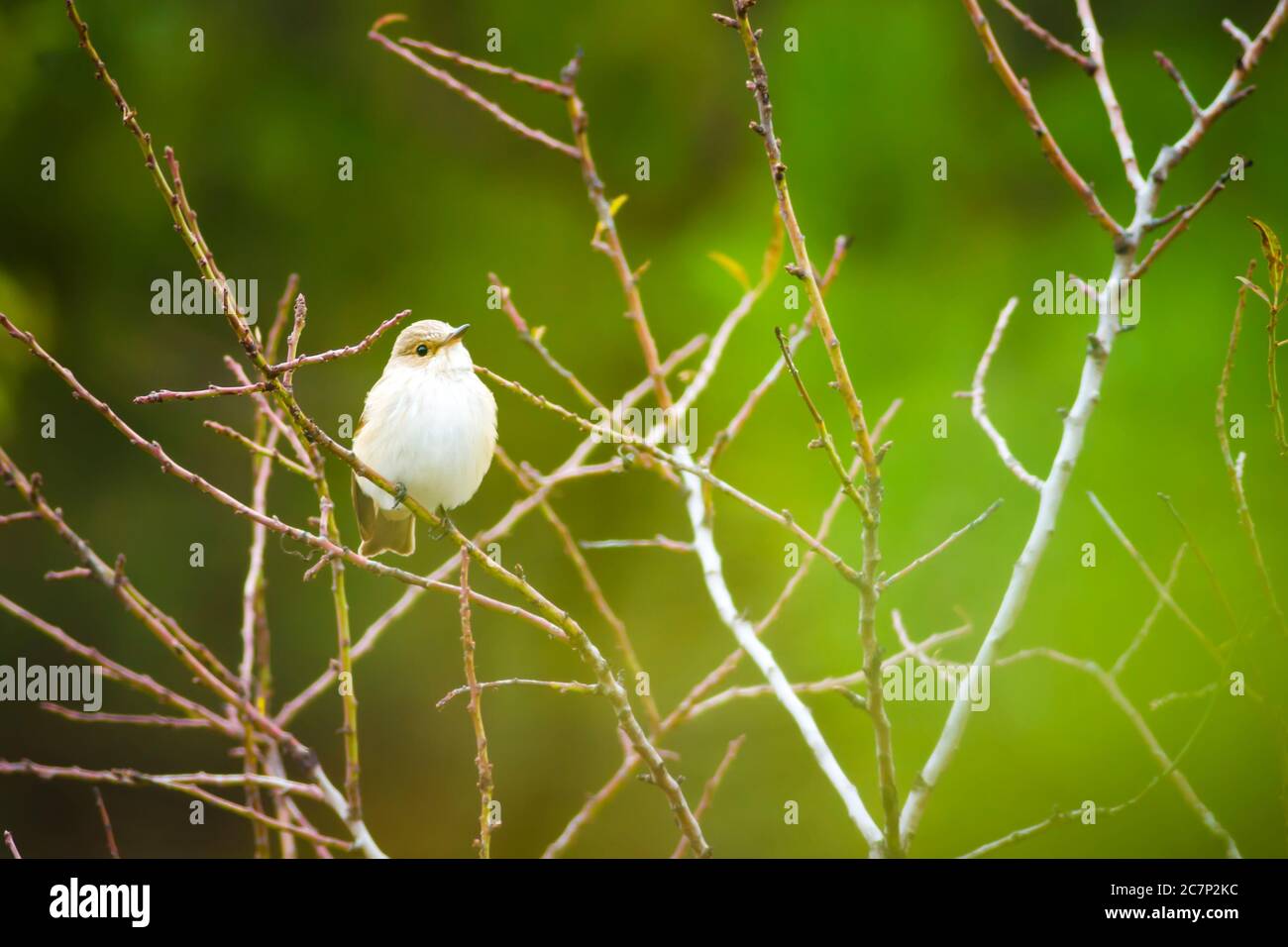 Cute little bird. Nature background Stock Photo - Alamy