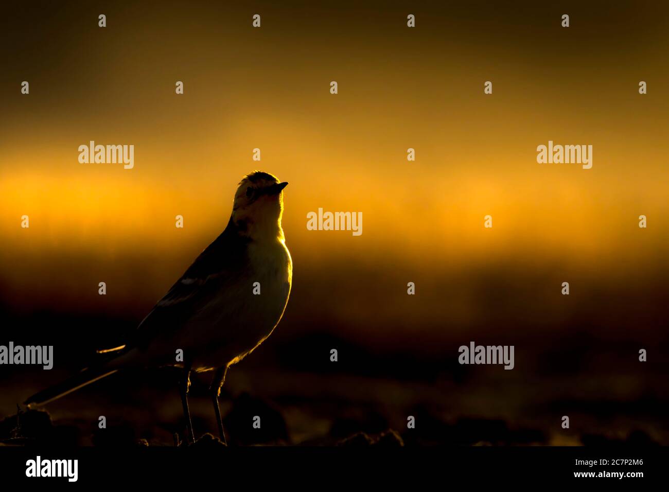 Sunset and bird. Bird silhouette. Sunset nature background Stock Photo - Alamy