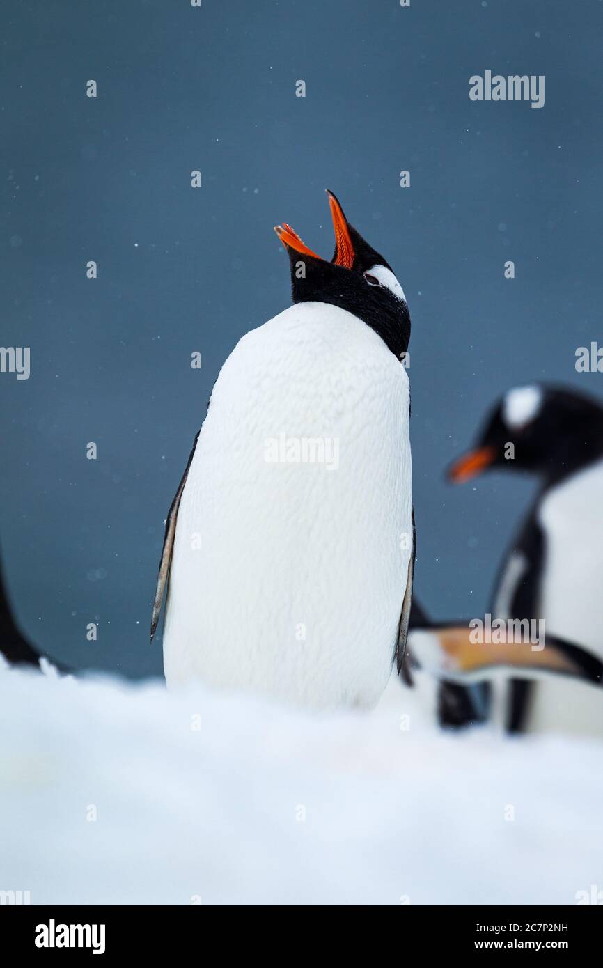 A squawking gentoo penguin, Antarctica Stock Photo - Alamy