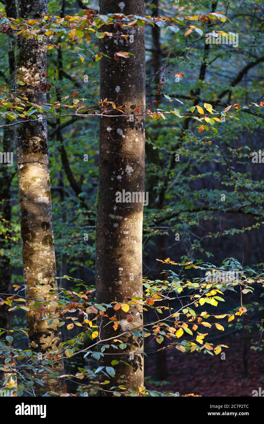 Beech trees in the Forest of Foret de Trocais, Auvergne, France Stock ...