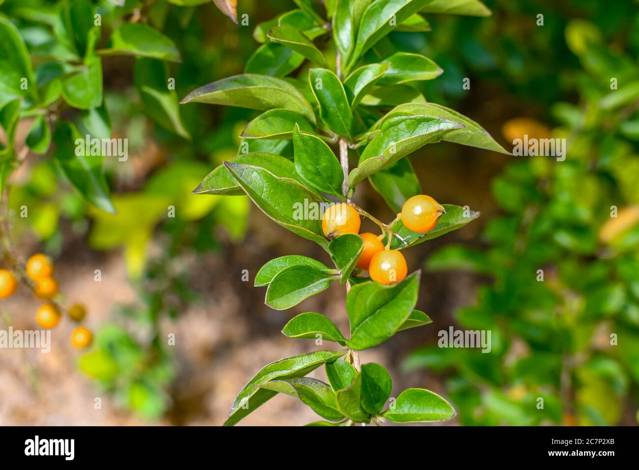 White & Purple Duranta Fruits On Tree At Garden Stock Photo - Alamy
