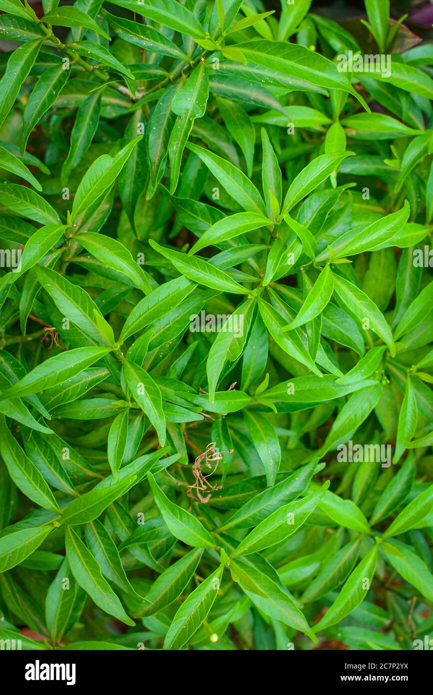 Green Leaves Background Image Of Shrub Hub Plants At Garden Stock Photo - Alamy