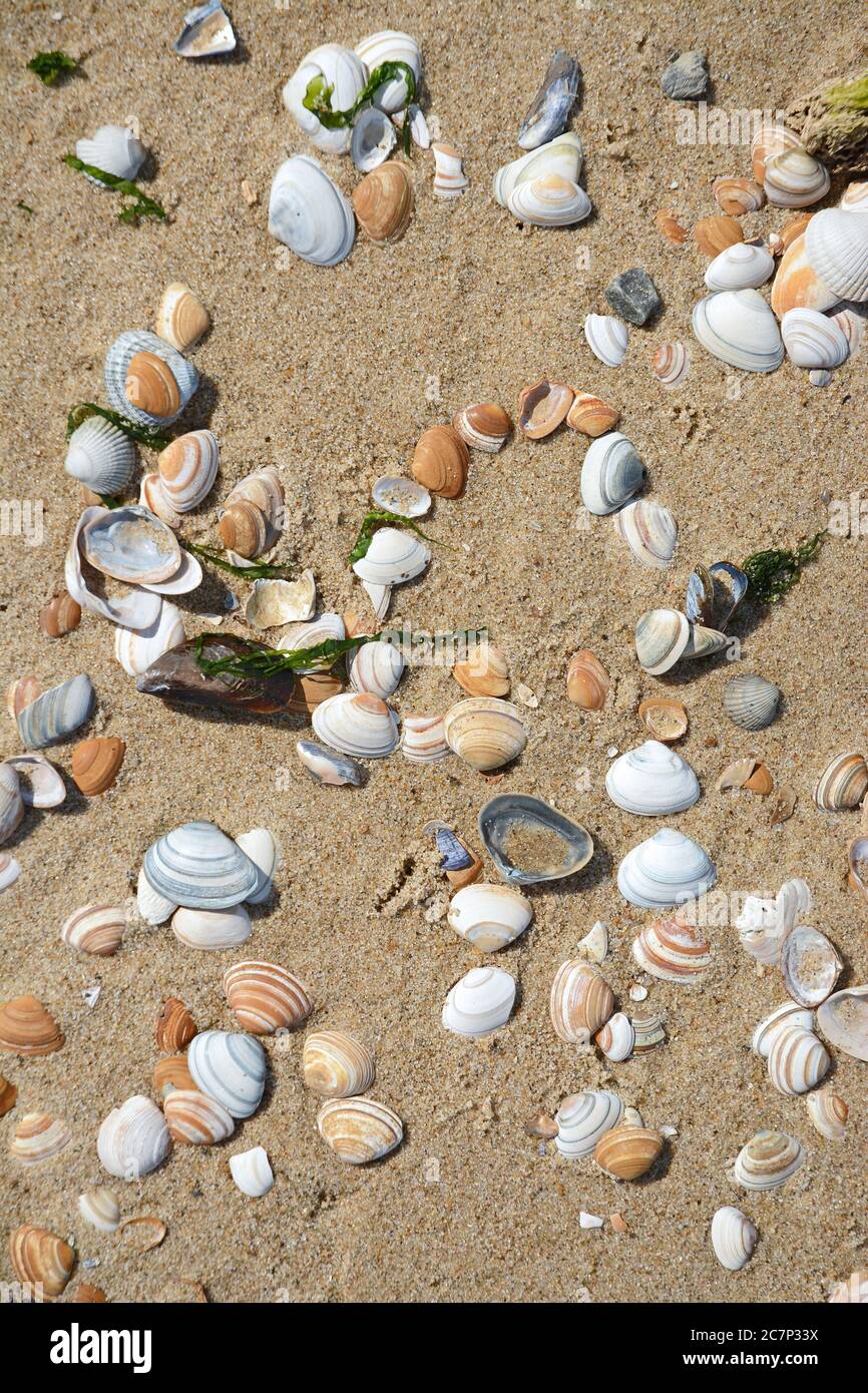 Vertical shot of seashells at the beach under the sunlight - perfect ...