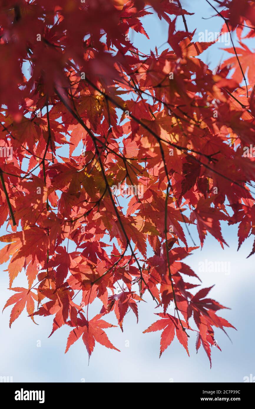 Colourful autumn maple leaves background Stock Photo - Alamy