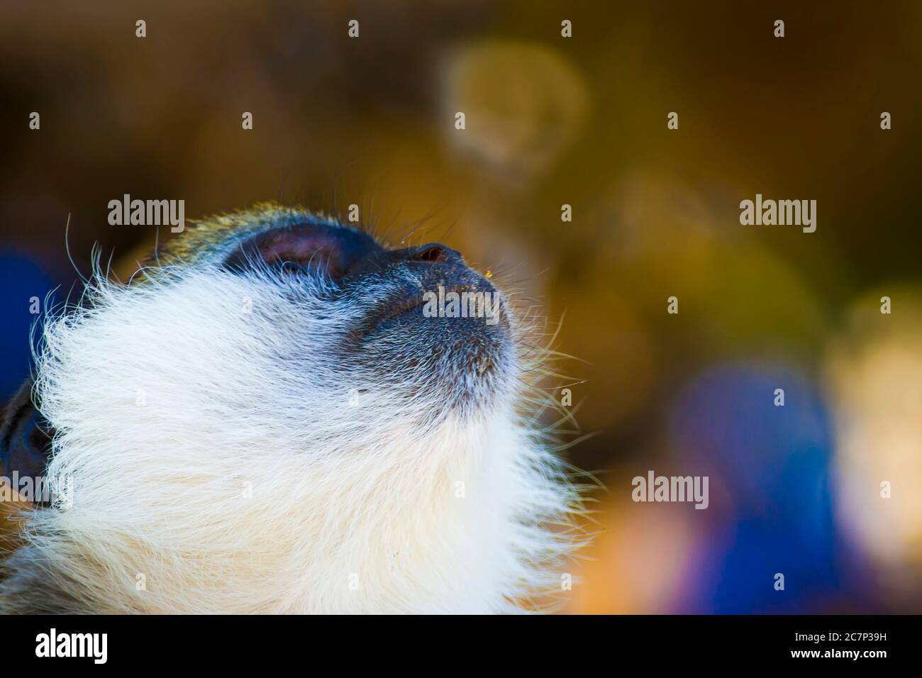 Cute vervet monkey. Blur background. Monkey portrait Stock Photo - Alamy