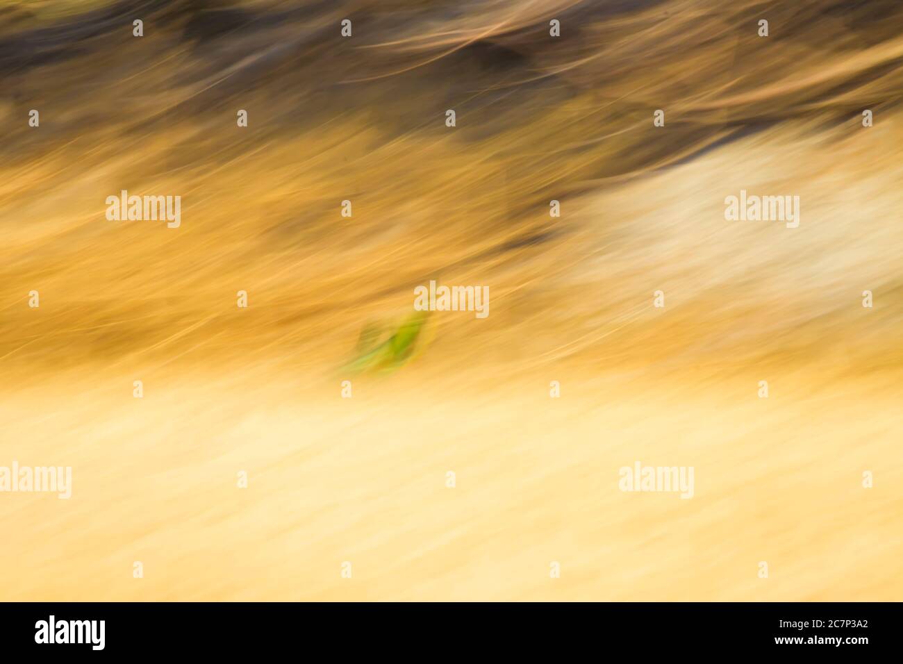 Flying bird. Abstract nature. Motion blur background Stock Photo - Alamy
