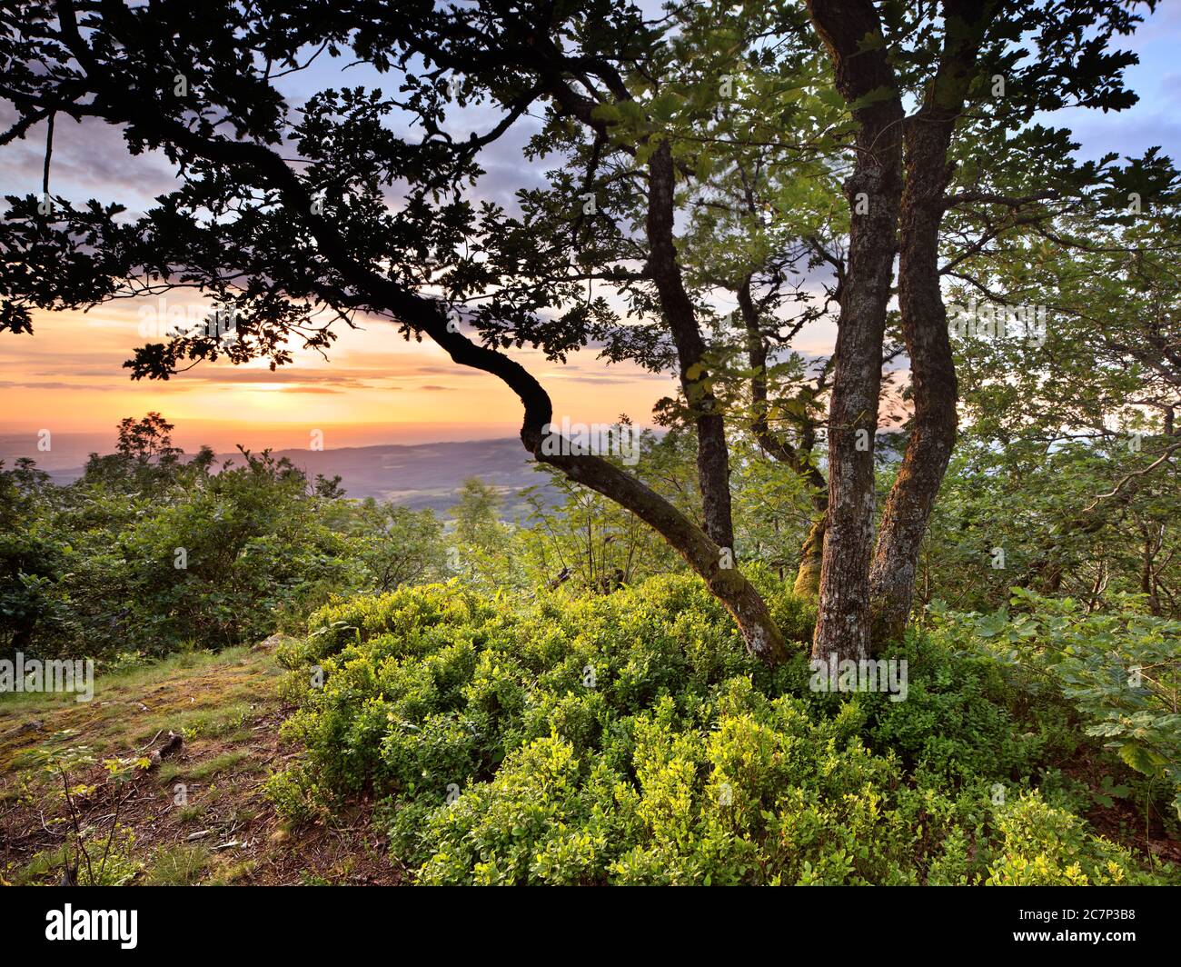 Evergreen trees and ridges hi-res stock photography and images - Alamy