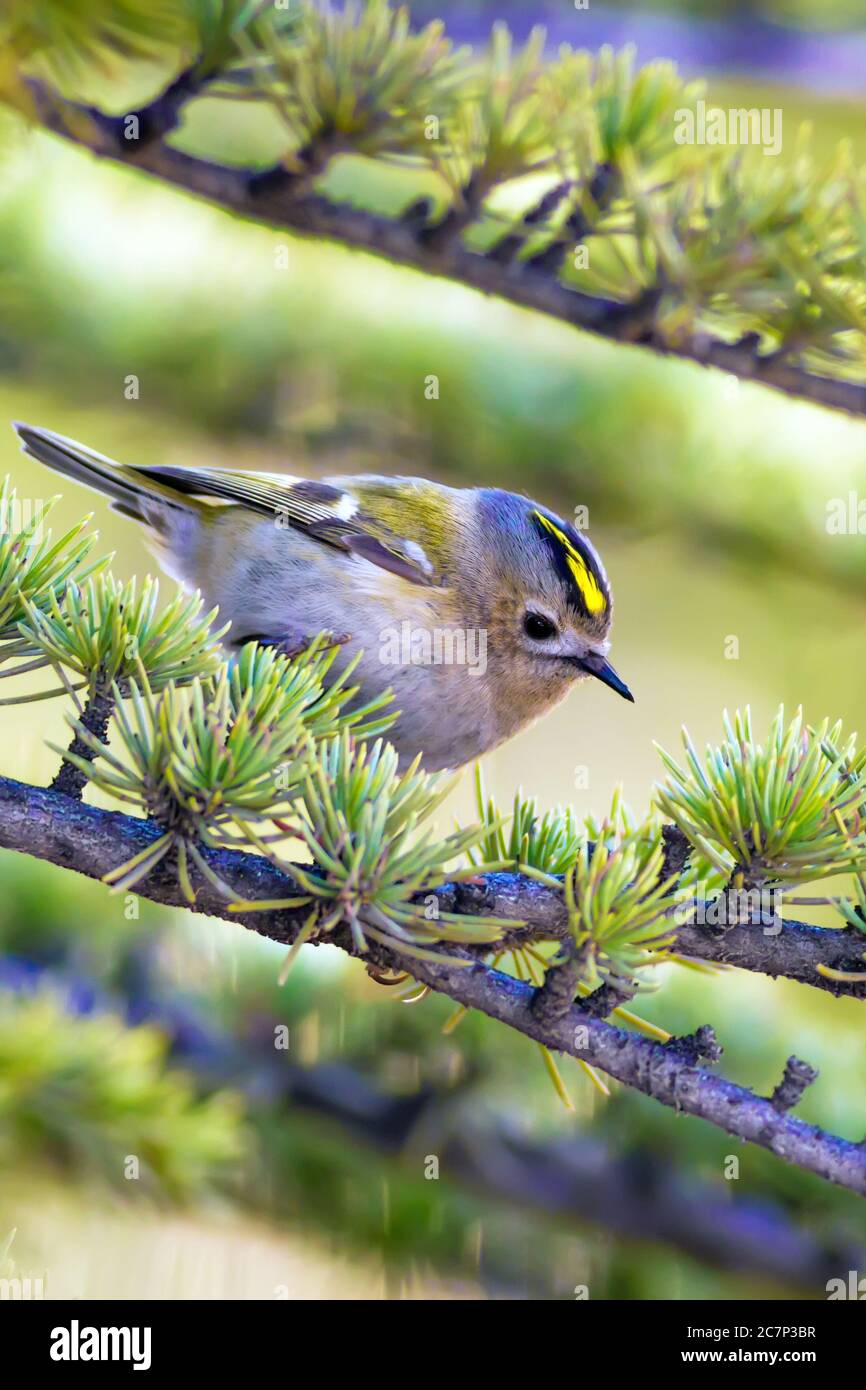 Cute little bird Goldcrest in tree. Natural background. Bird: Goldcrest ...