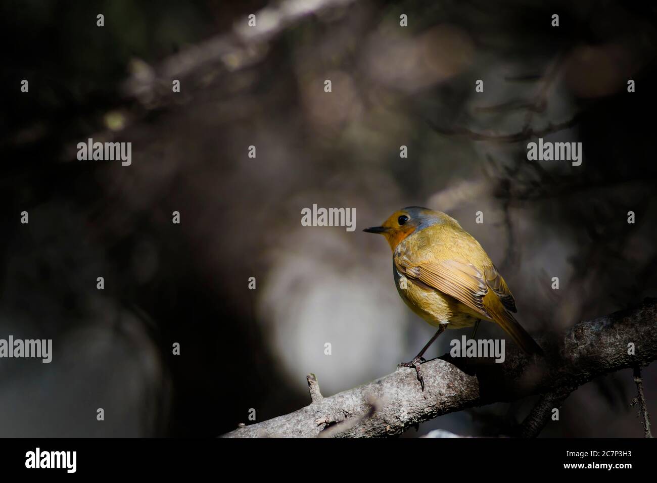 Nature and cute bird robin. Nature background. Bird: European Robin ...