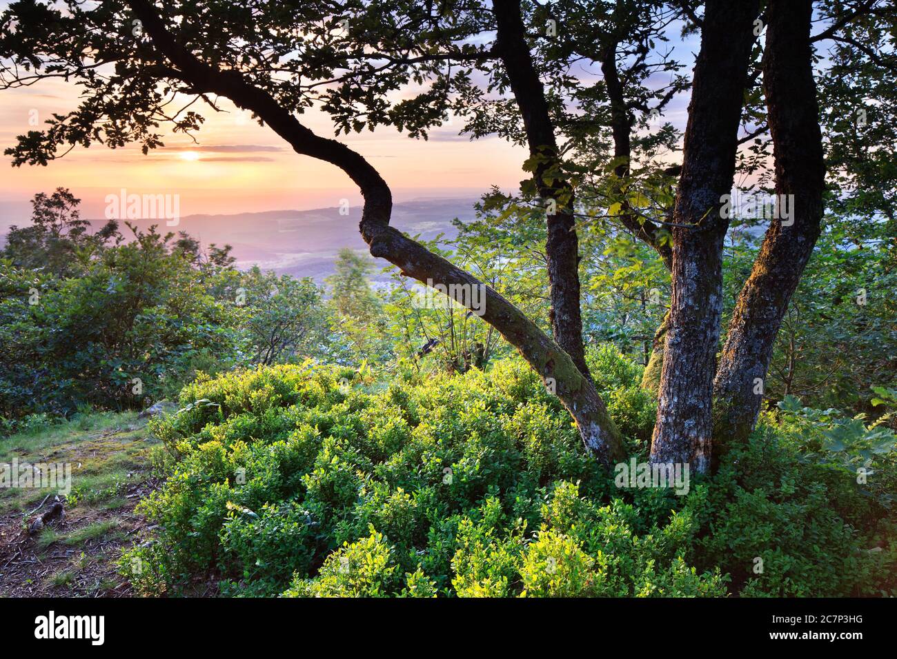 Evergreen trees and ridges hi-res stock photography and images - Alamy