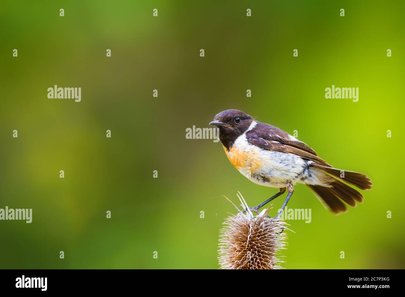 Cute little bird Stonechat. Green Nature background. Bird: European ...