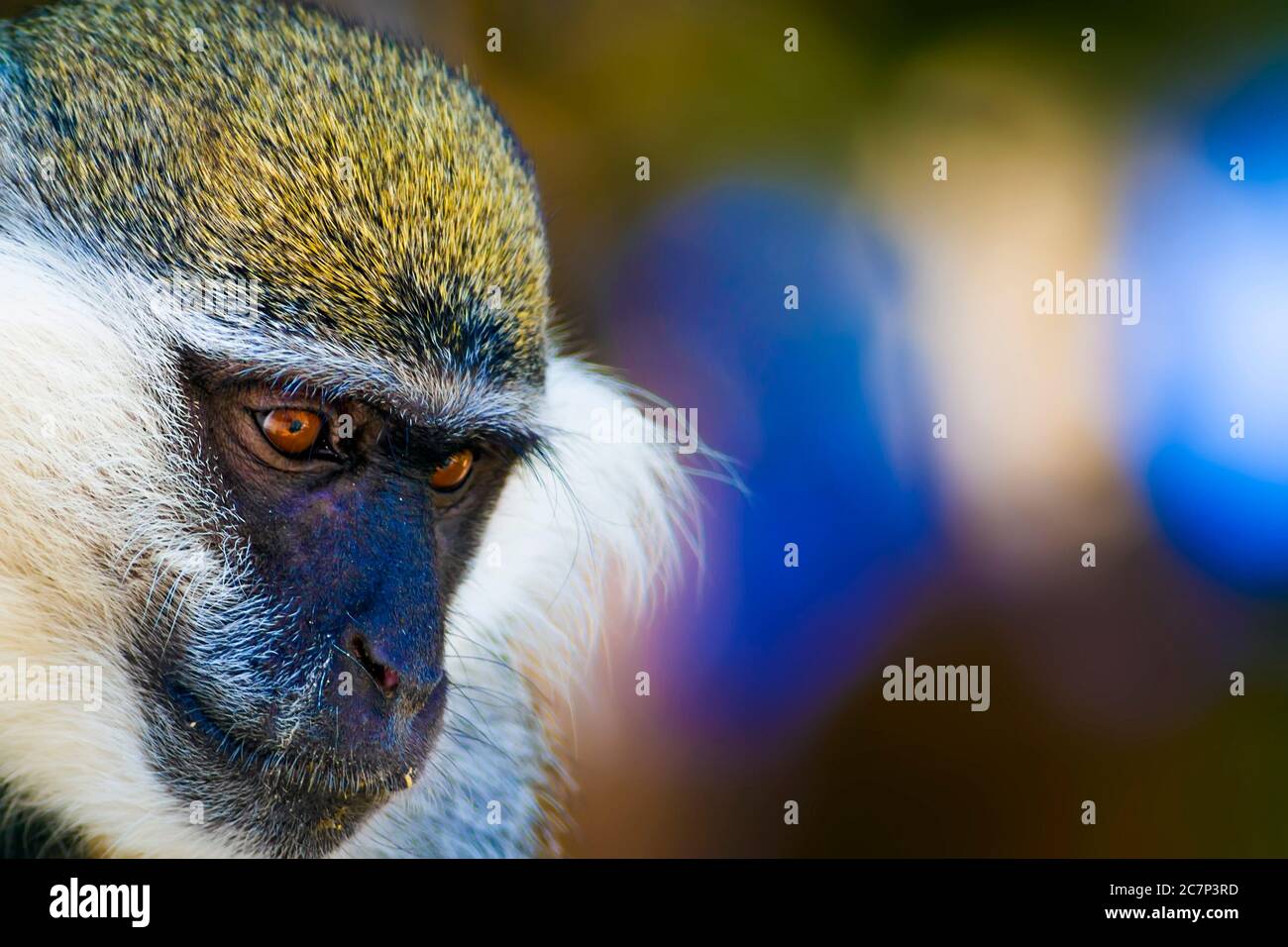 Cute vervet monkey. Blur background. Monkey portrait Stock Photo - Alamy
