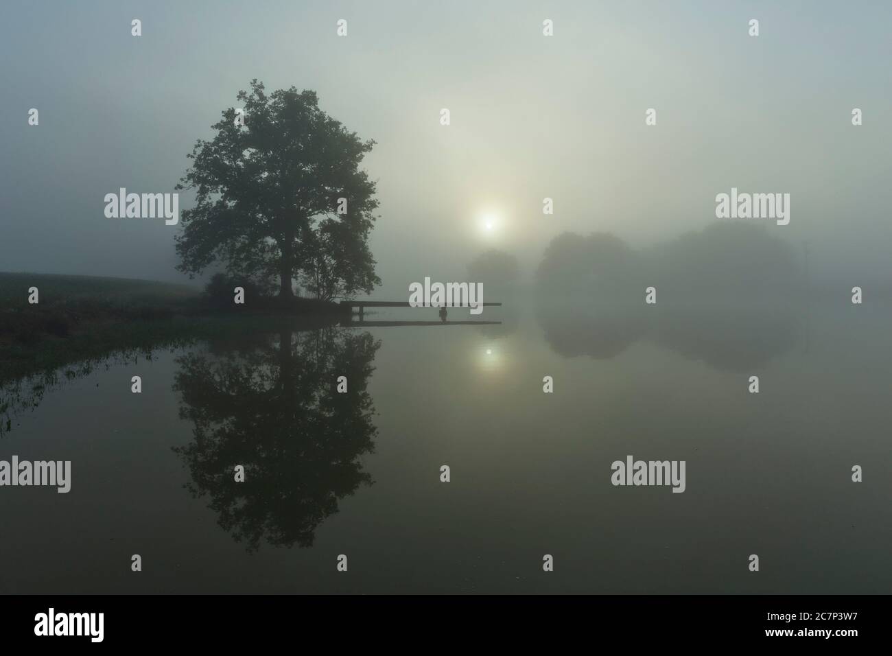 Oak Tree on a lake in the morning mist at sunrise Stock Photo - Alamy