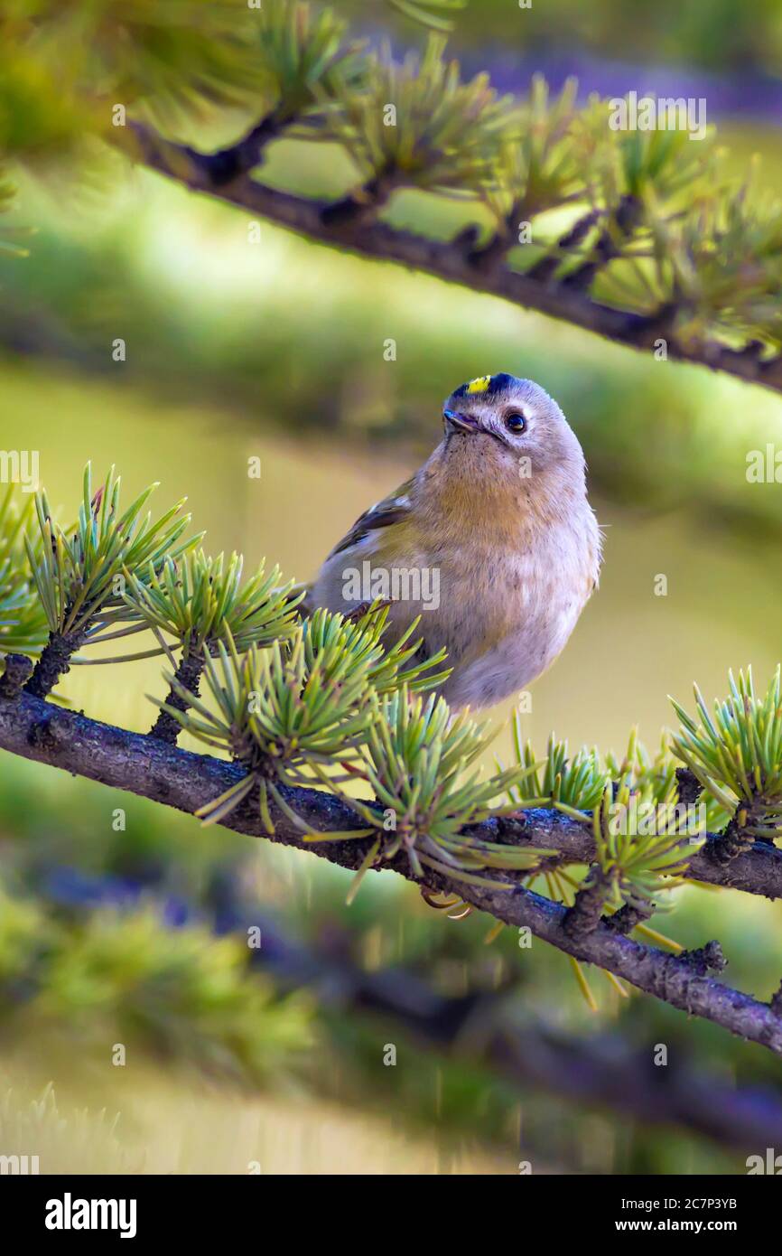 Cute little bird Goldcrest in tree. Natural background. Bird: Goldcrest ...