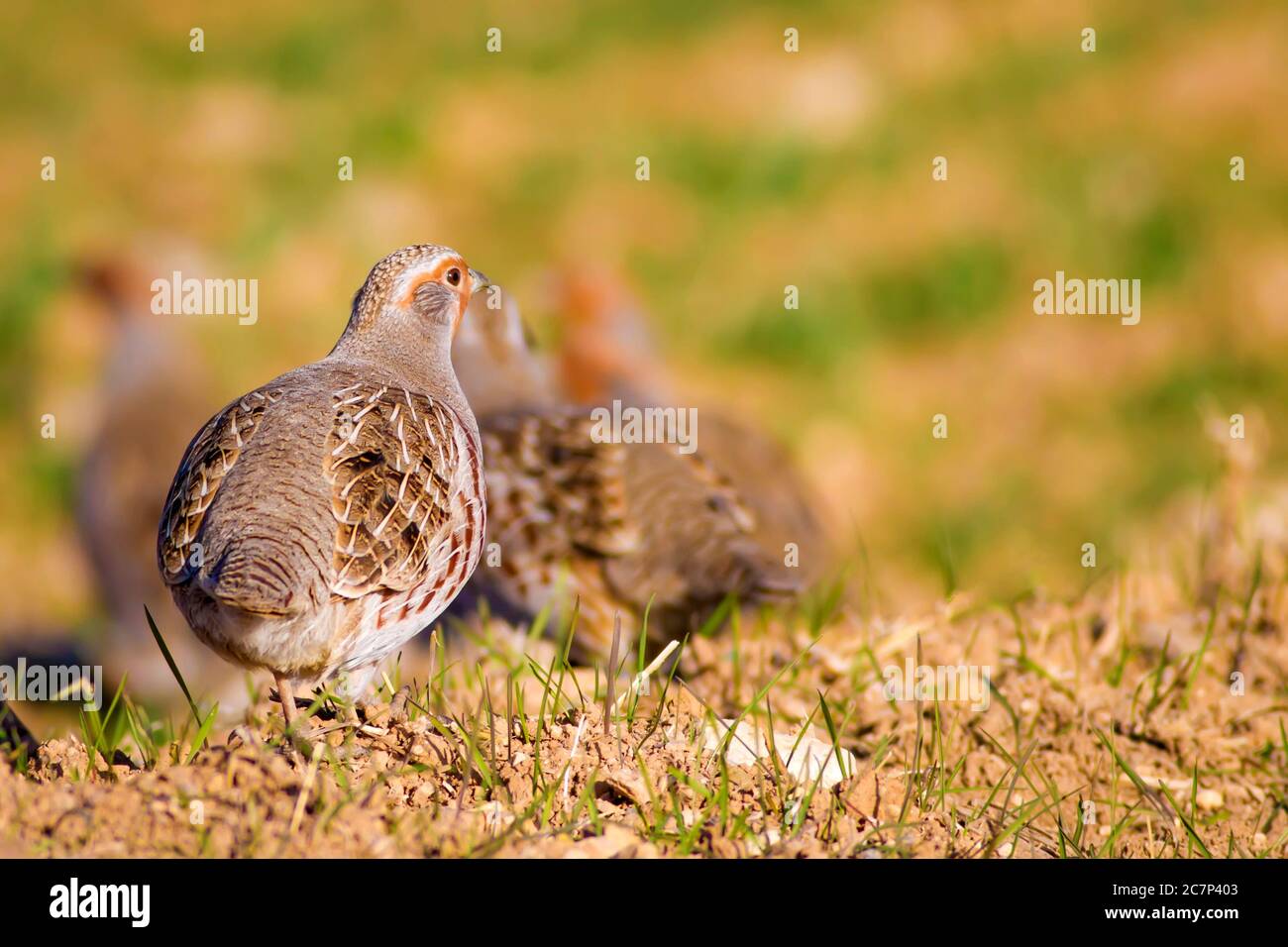 Partridge. Green brown nature background. Bird: Grey Partridge. Perdix ...
