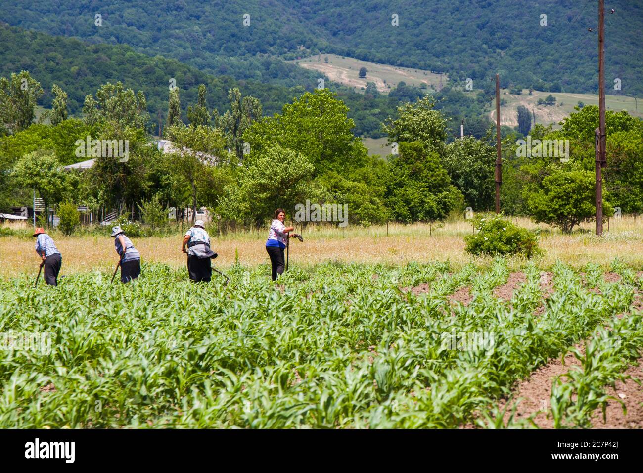 Corn Field Aerial Weed High Resolution Stock Photography and Images - Alamy