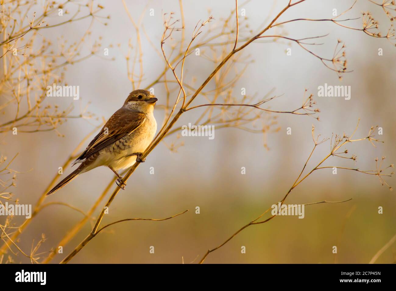 Nature and birds. Bird on branch. Nature background Stock Photo - Alamy