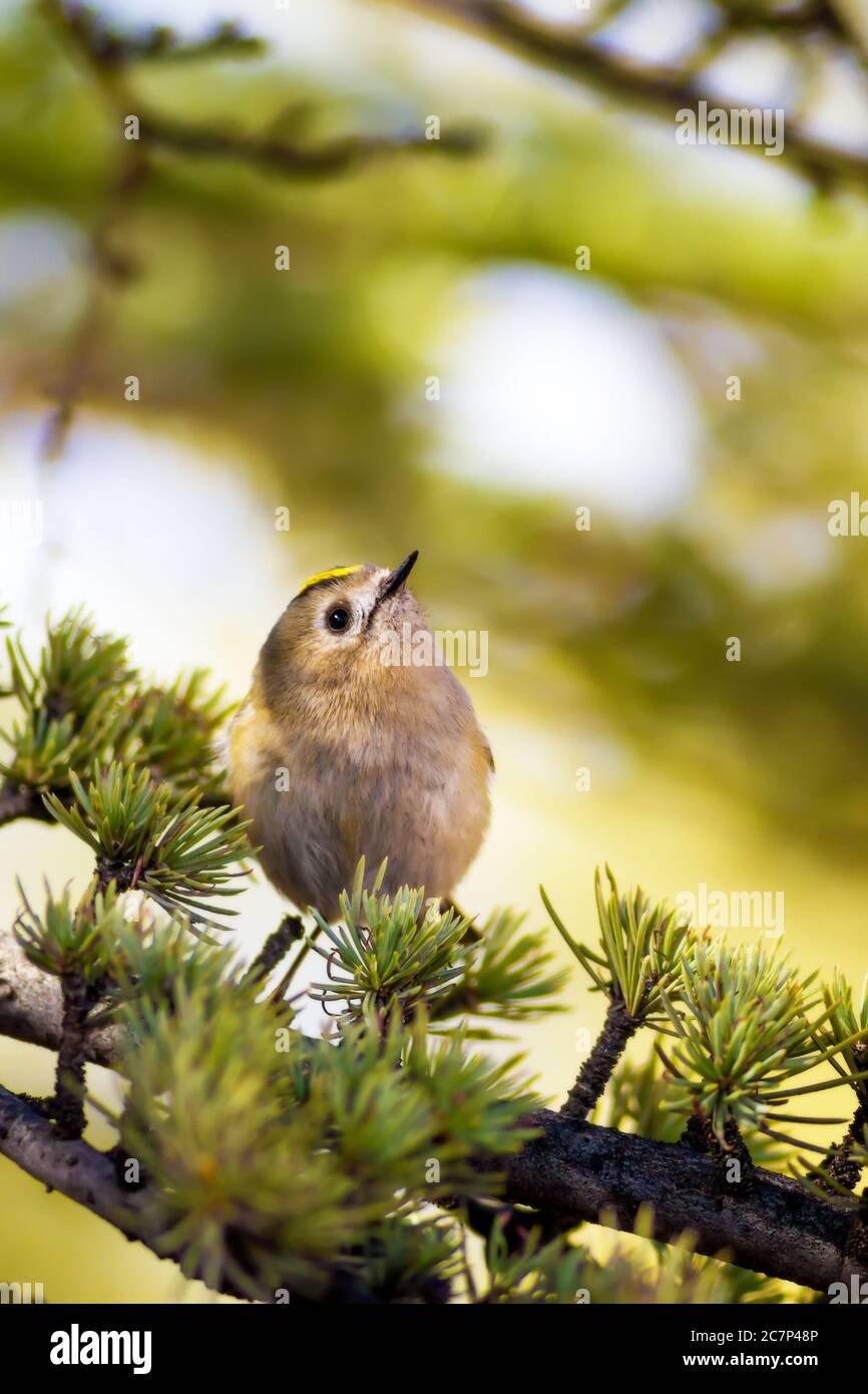 Cute little bird Goldcrest in tree. Natural background. Bird: Goldcrest ...