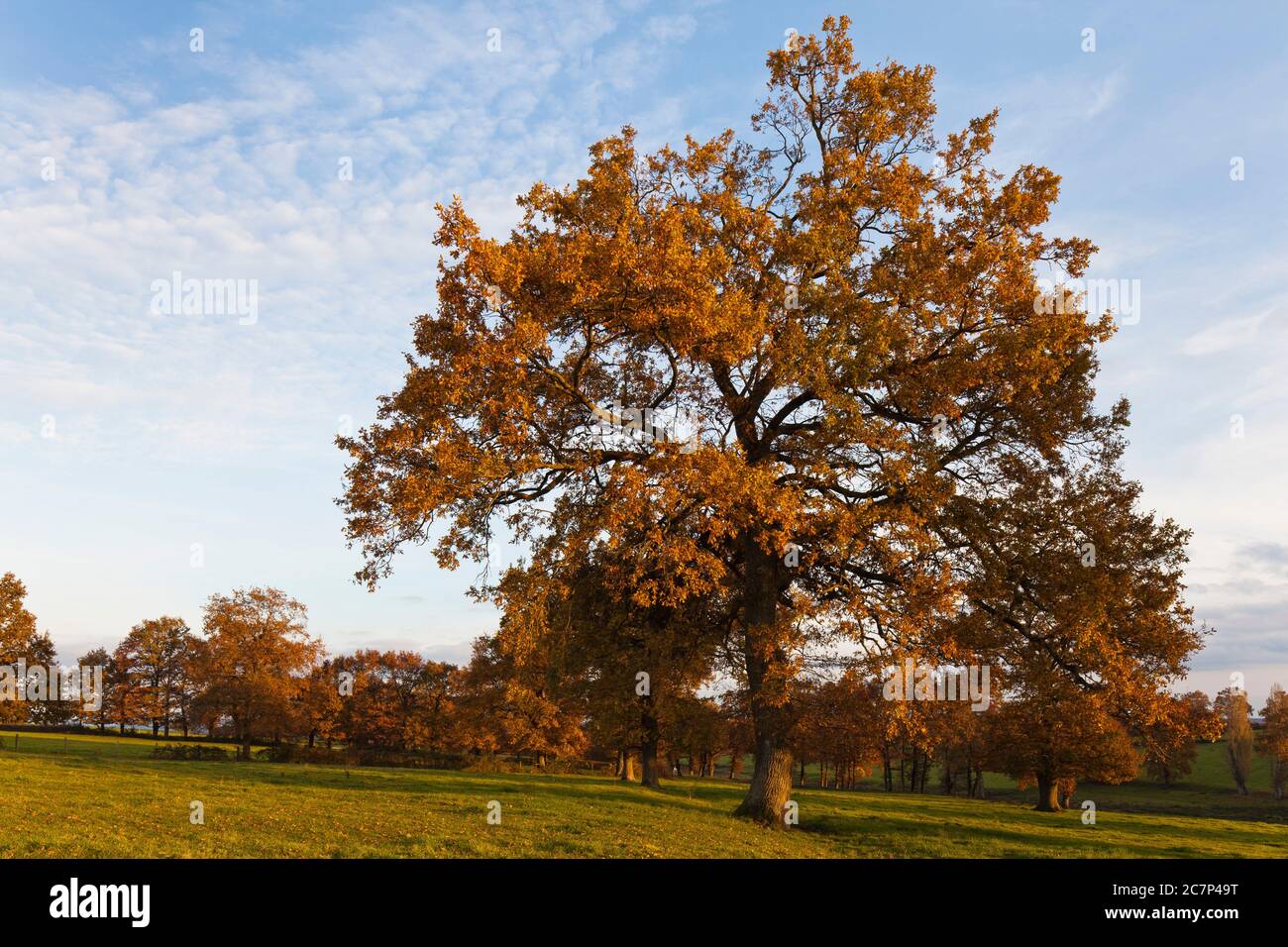 Oak Trees in Autumn in the Auvergne France Stock Photo - Alamy