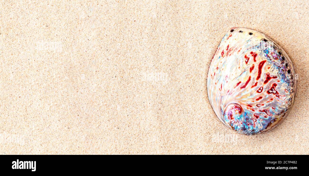 Top view of colourful abalone seashell on white clean sand, background ...