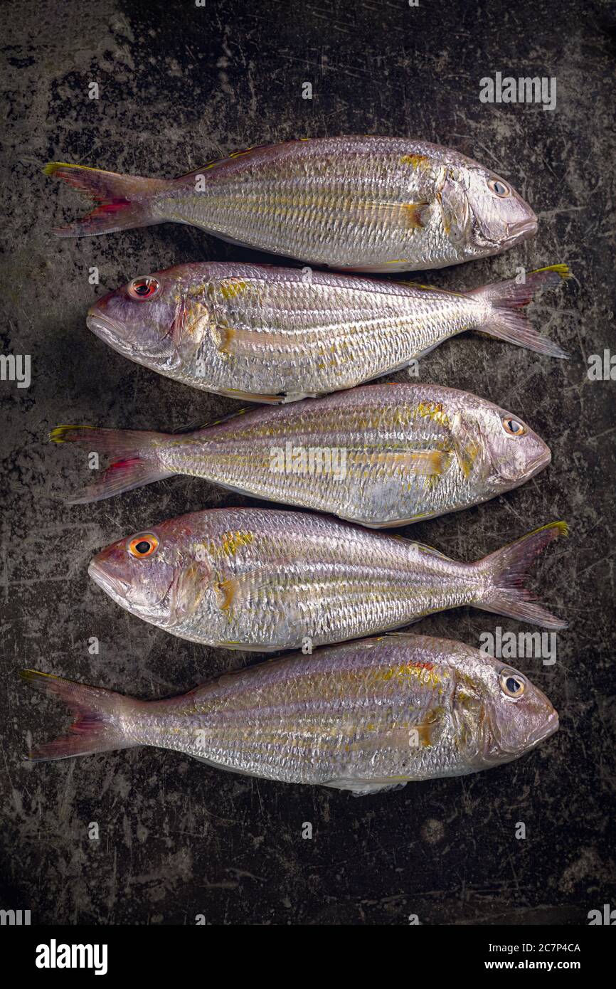 Five Raw Sea bream fish on metal background, top view Stock Photo - Alamy