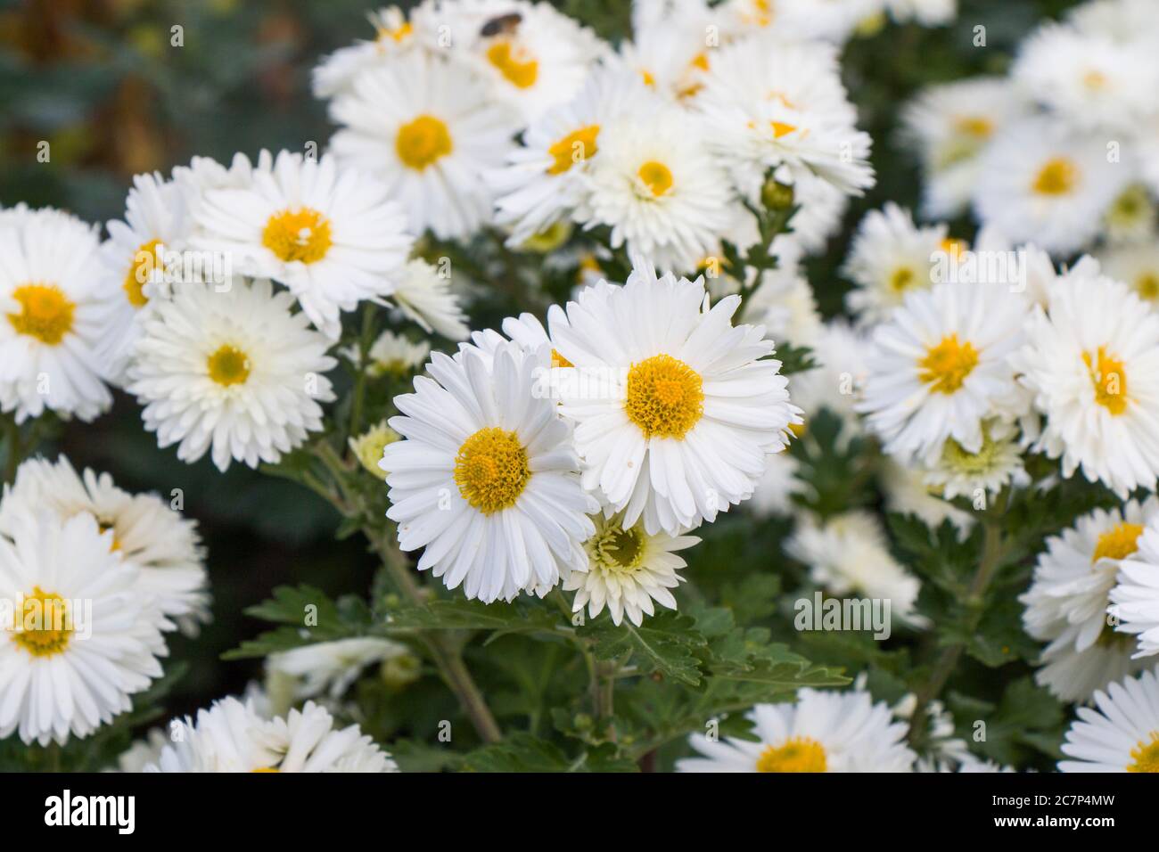 Daisy flowers head on the field. Grass and white flowers. Nature ...