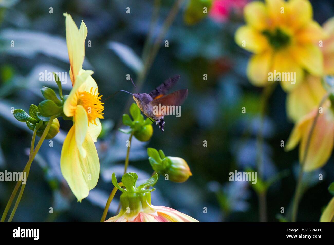 Big and largest bee on the yellow flower head, macro and close-up of ...