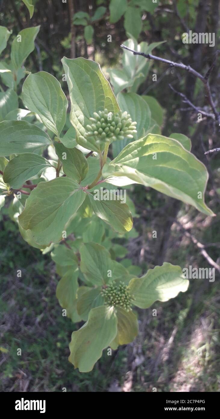 Vertical shot of the green leaves of a plant in a garden Stock Photo ...