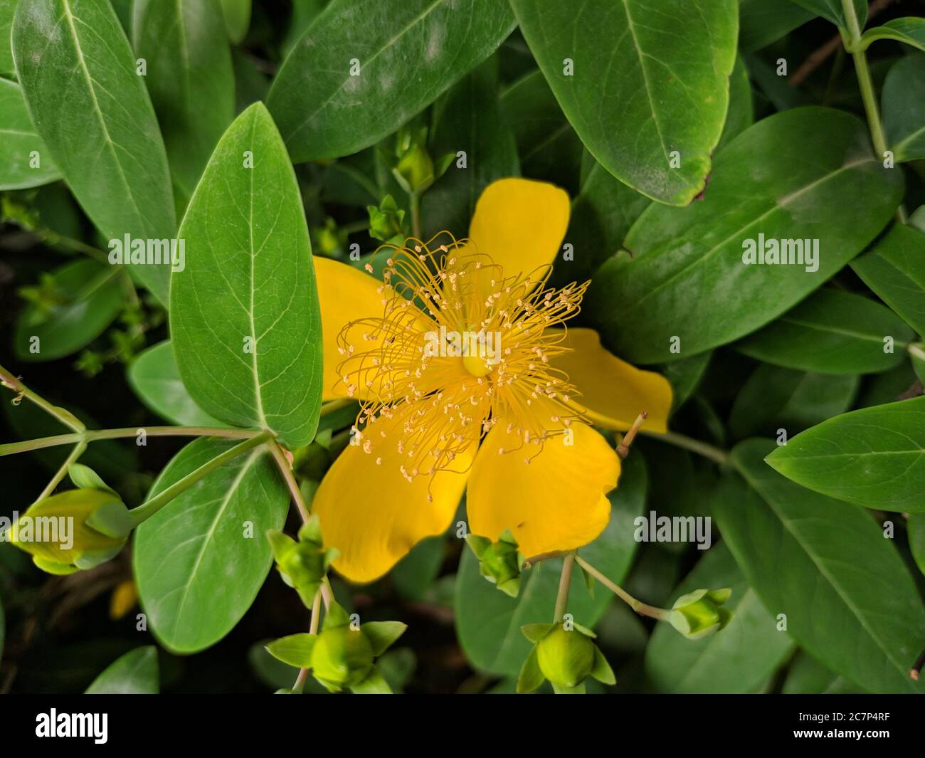 Hypericum androsaemum hi-res stock photography and images - Alamy