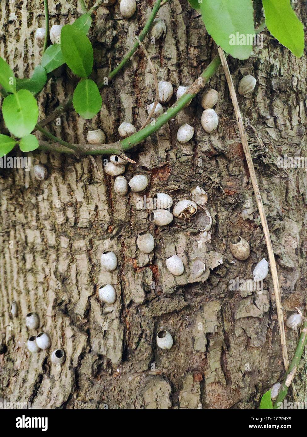 Trunk Bug High Resolution Stock Photography and Images - Alamy