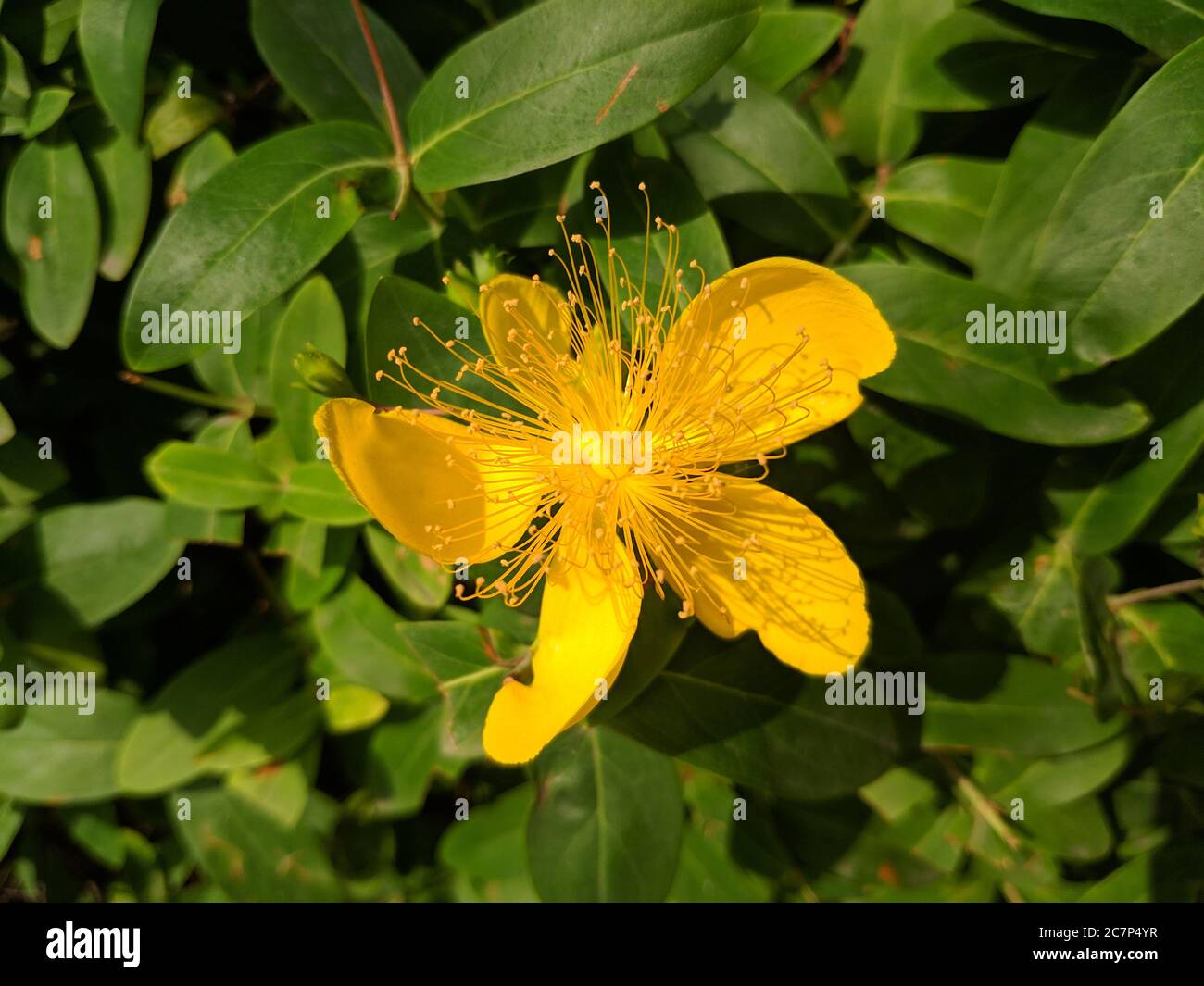 one yellow Hypericum androsaemum blossoms with long stamens showed in ...
