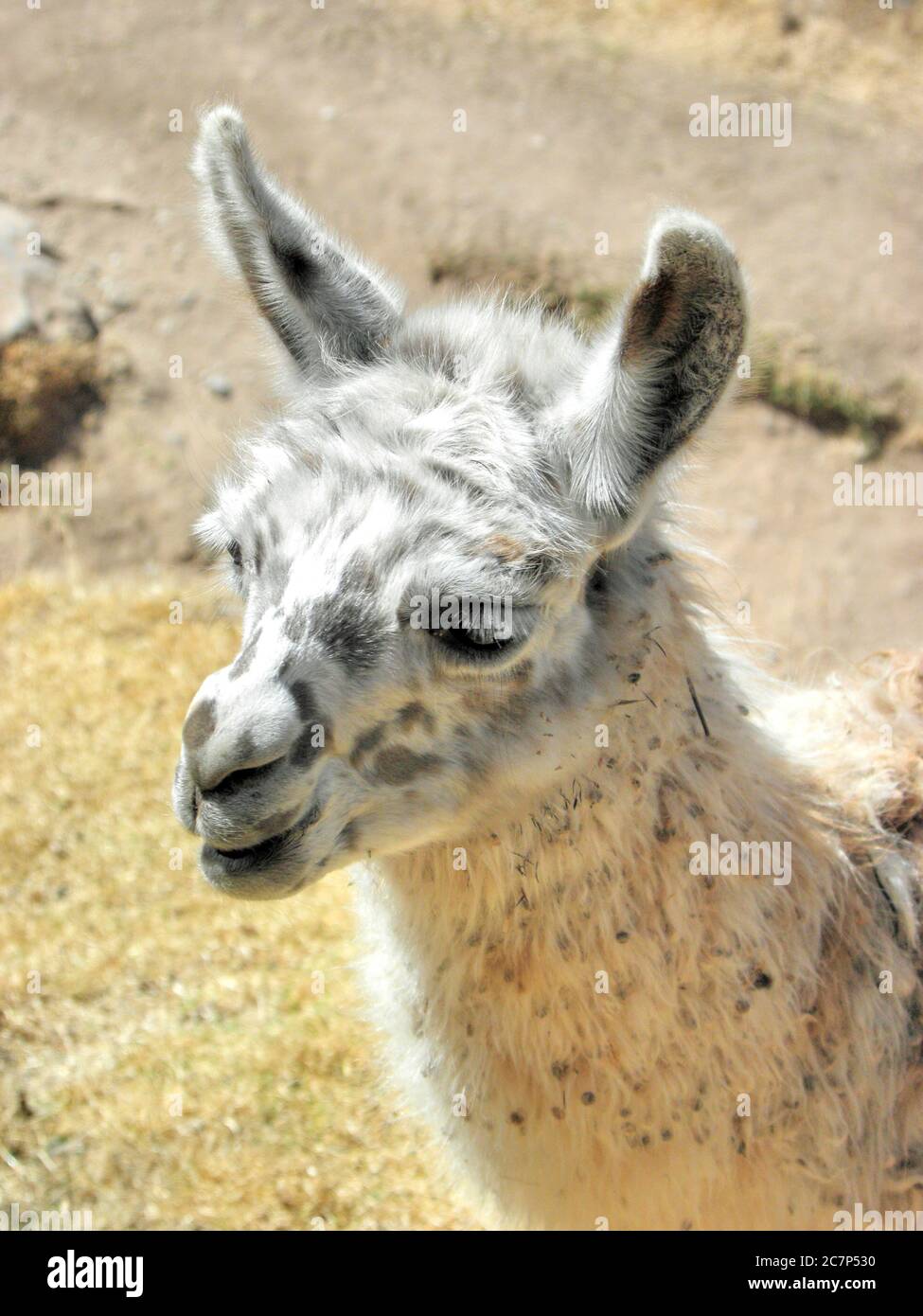 High Llama