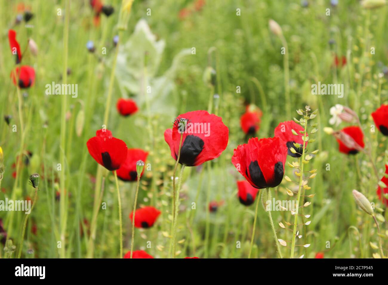 Field and valley of poppy flower, poppy flower head macro and close-up ...