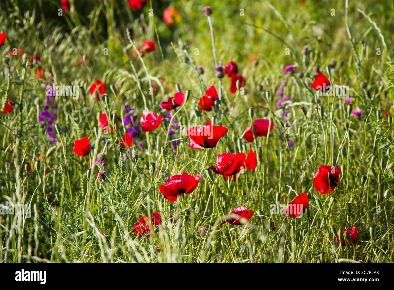 Field and valley of poppy flower, poppy flower head macro and close-up ...