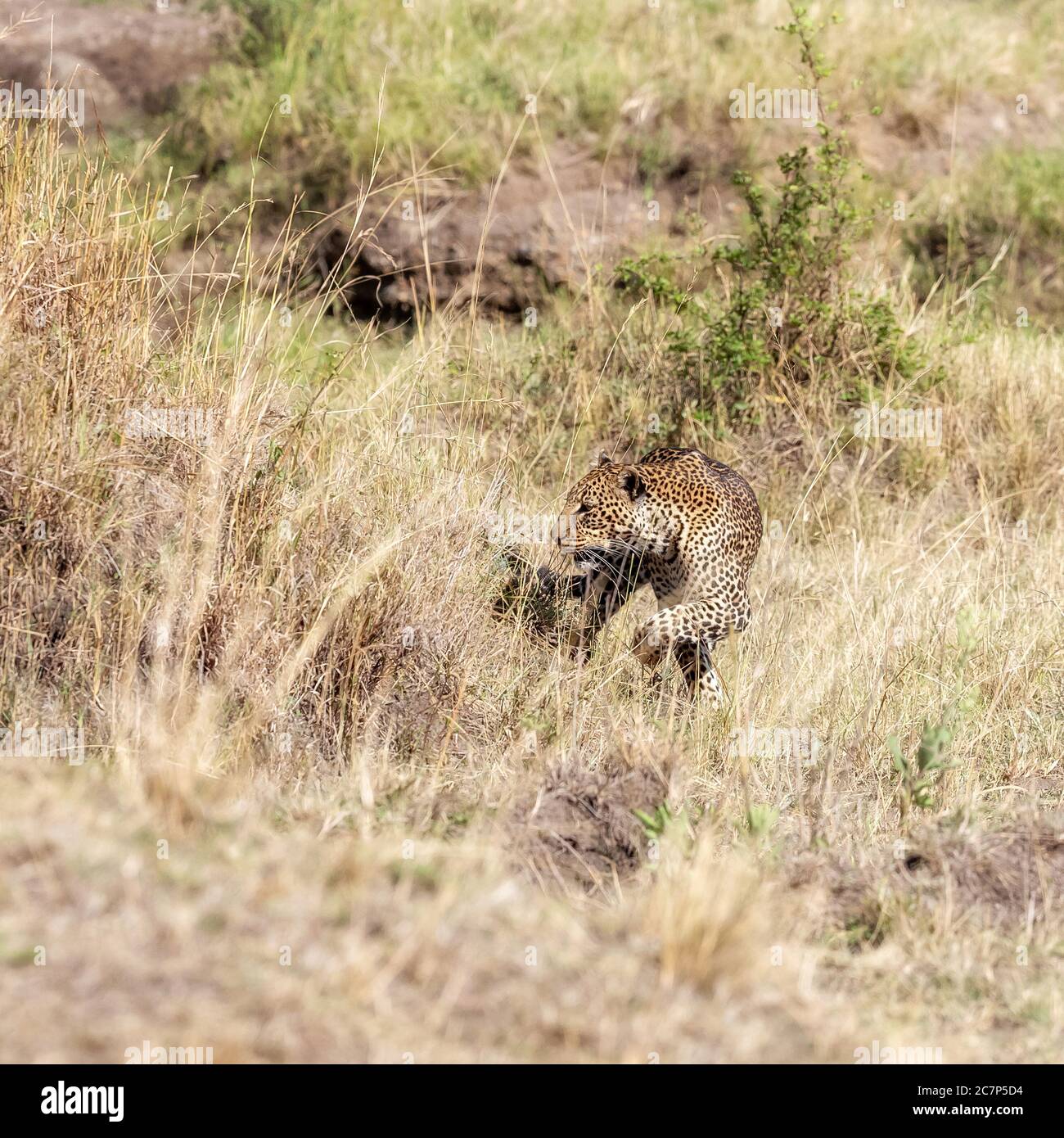 Adult leopard, pantera pardus, emerges from the long grass of the Masai ...
