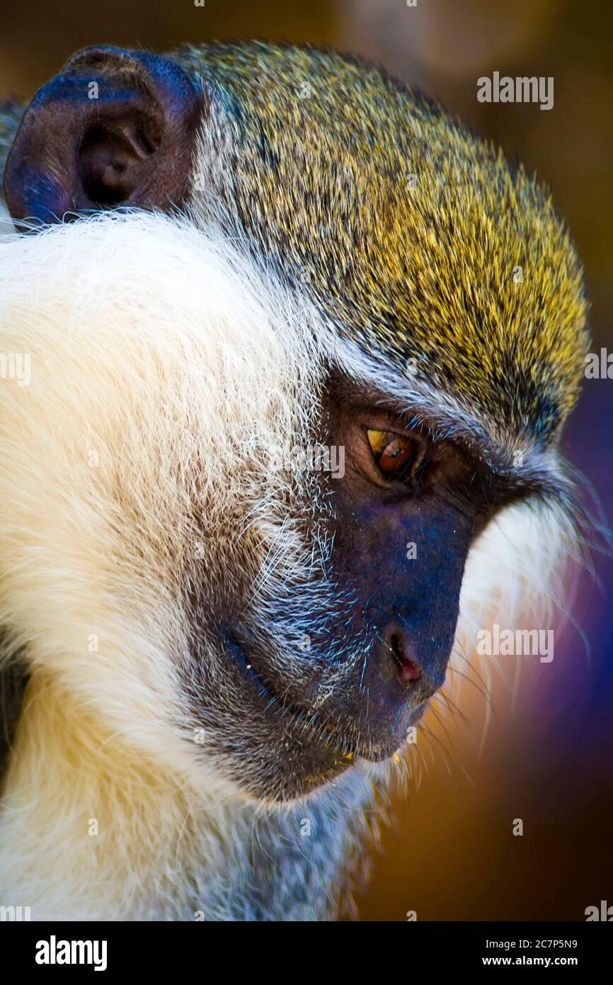 Cute vervet monkey. Blur background. Monkey portrait Stock Photo - Alamy