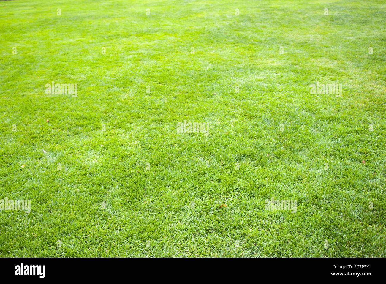 Green grass background, close-up and view of grass and field. Pattern ...