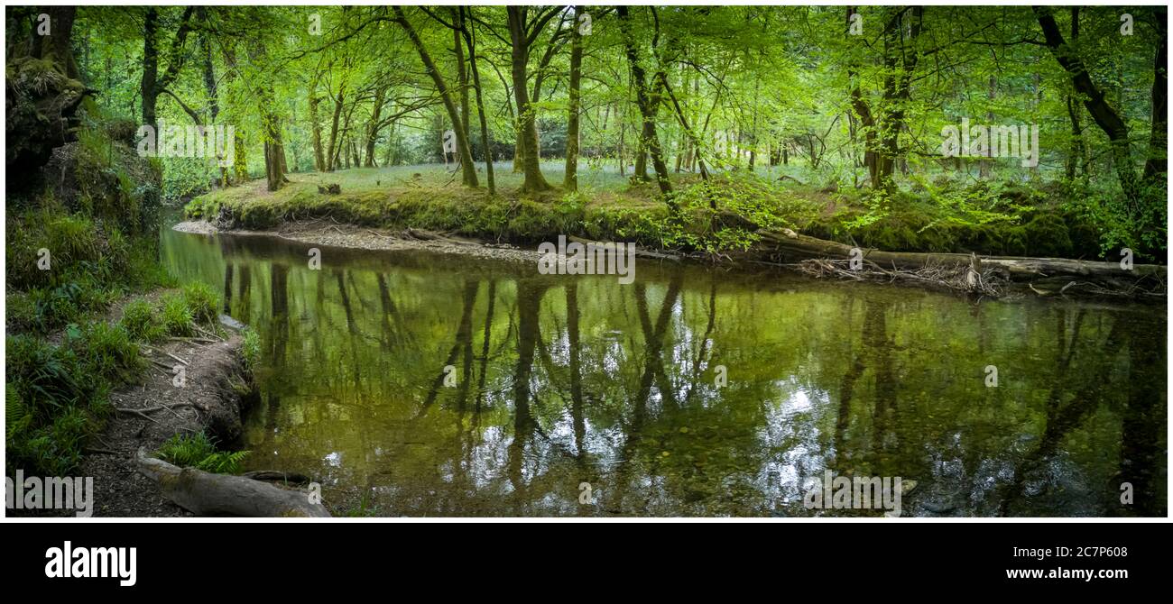 River and forest view Cut Out Stock Images & Pictures - Alamy