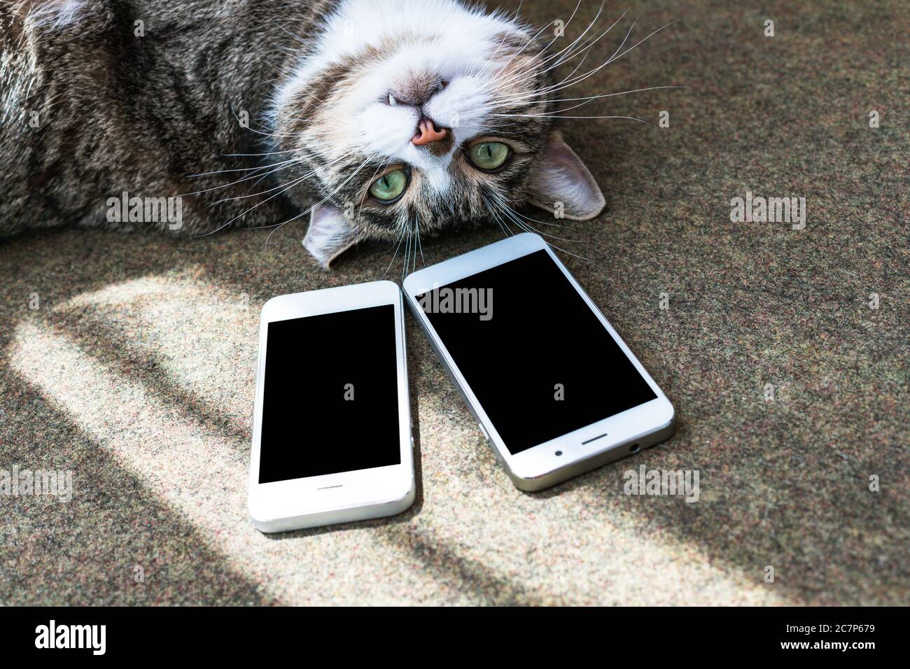 Funny phones hi-res stock photography and images - Alamy