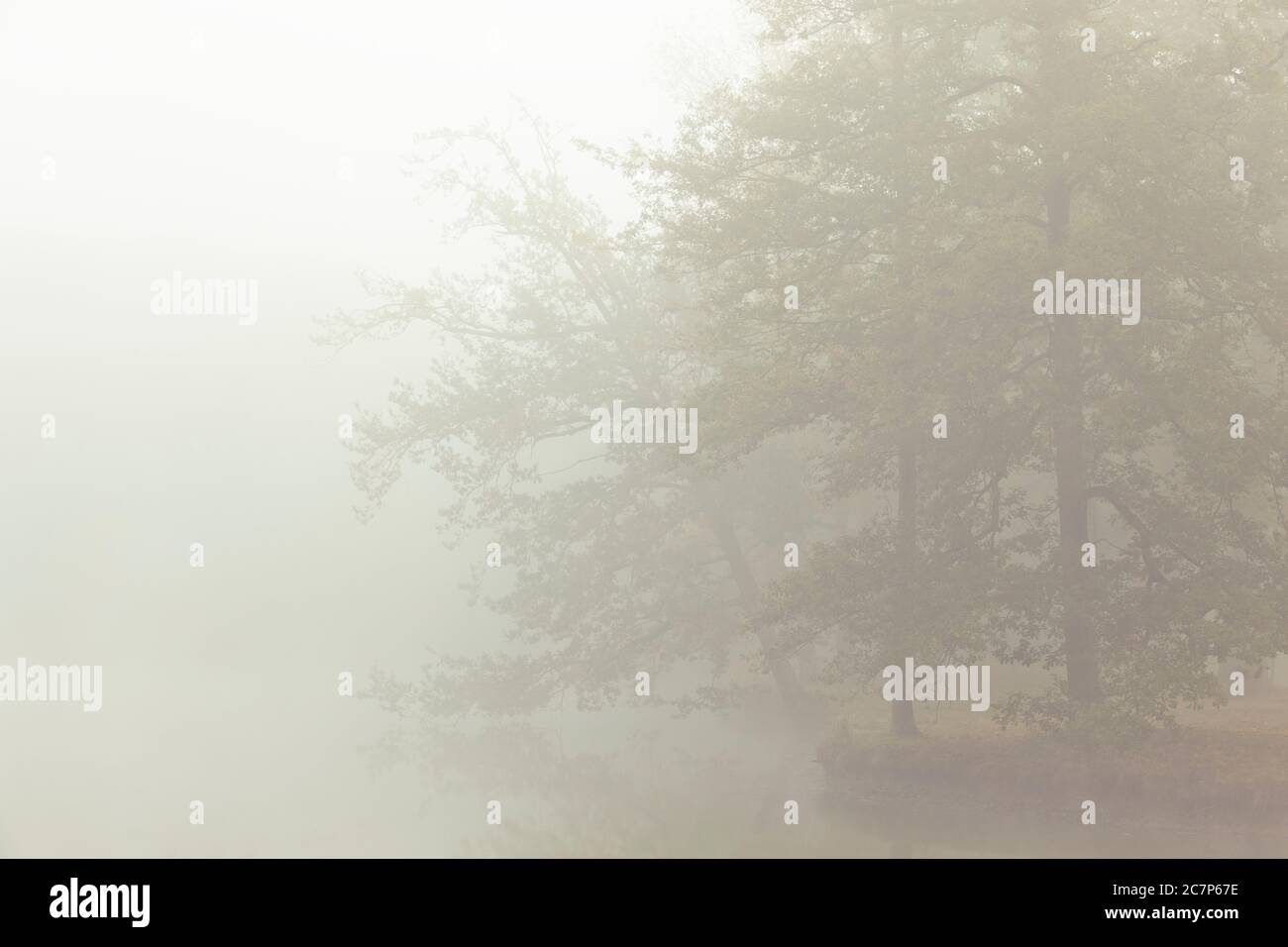 oak tree on misty lake autumn Stock Photo - Alamy