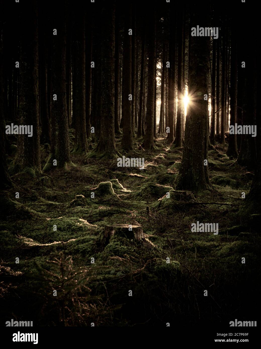 Atmospheric forest hi-res stock photography and images - Alamy
